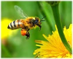 COME SI OTTIENE IL POLLINE DELLE API? :: www.metadepurazione.it